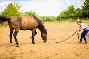 Tips for Calming an Anxious Horse - Deer Creek Structures